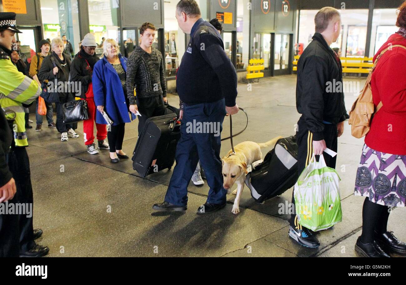 Dog gang hi-res stock photography and images - Alamy