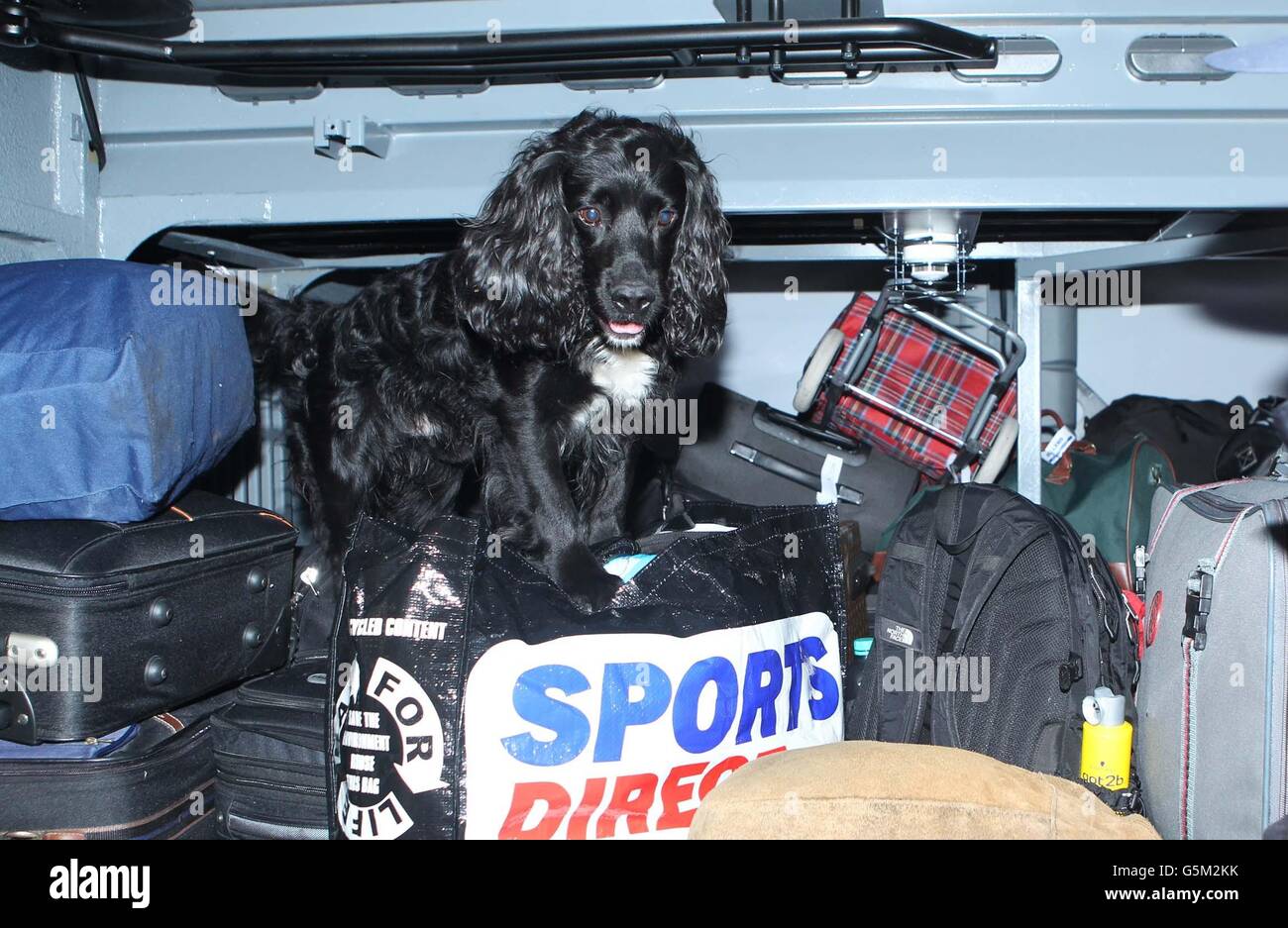Diesel search dog hi-res stock photography and images - Alamy
