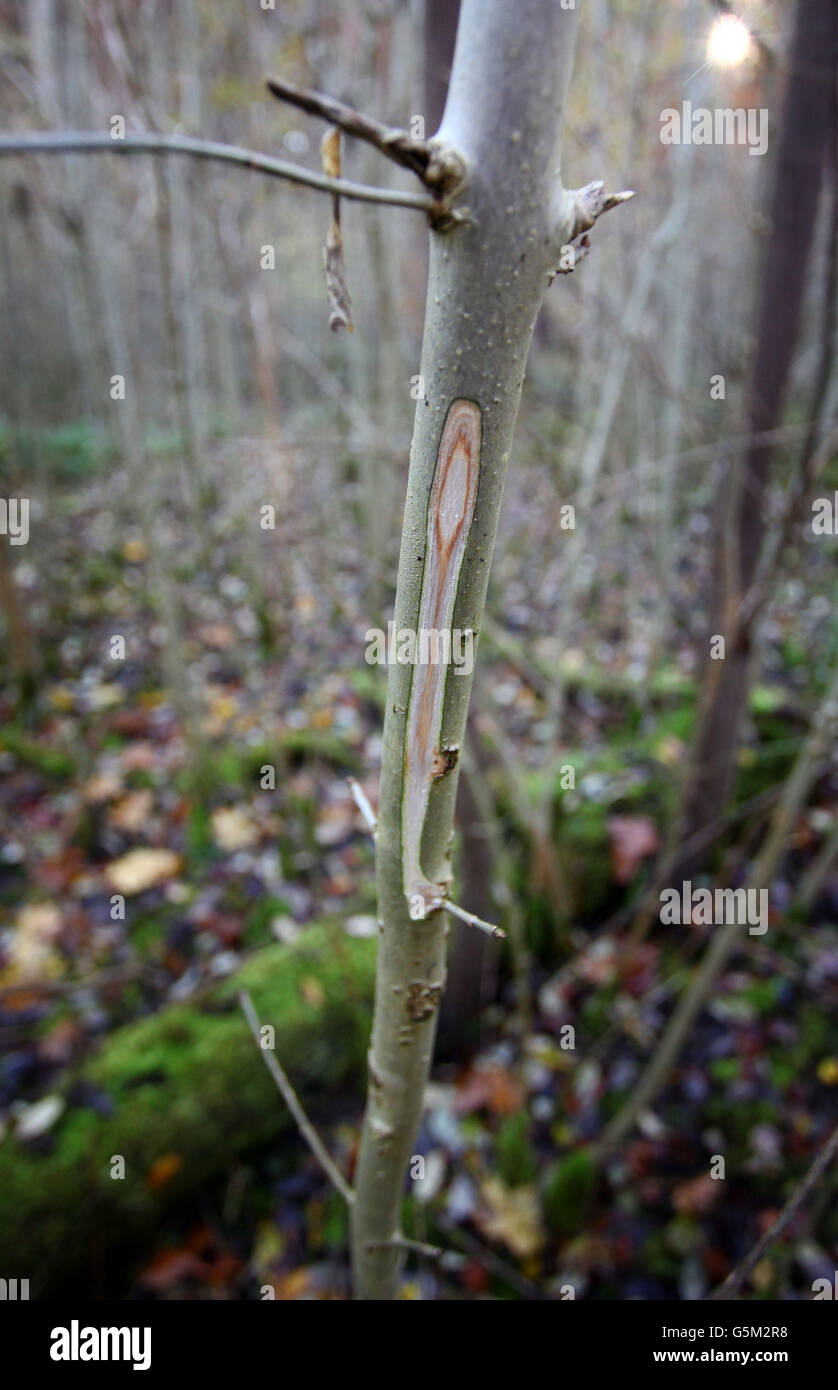 Ash dieback young tree hi-res stock photography and images - Alamy