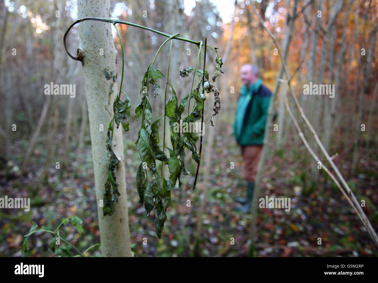Symptom of the deadly plant pathogen fungus chalara fraxinea dieback hi ...