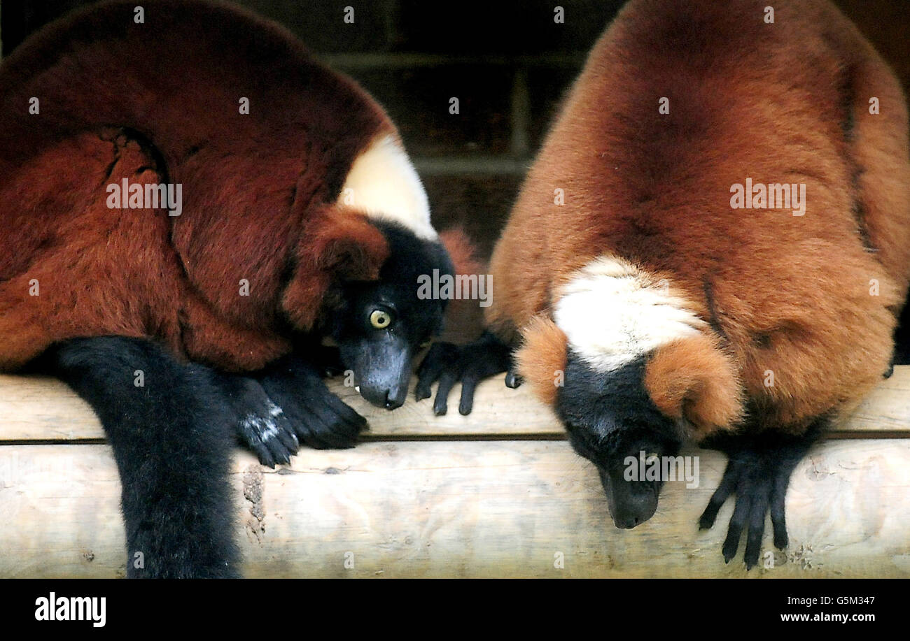 Fang (right) one of two red ruffed lemurs with female Nadia after ...