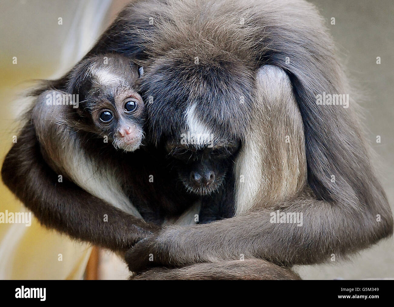 Spider monkeys at Twycross Zoo Stock Photo - Alamy