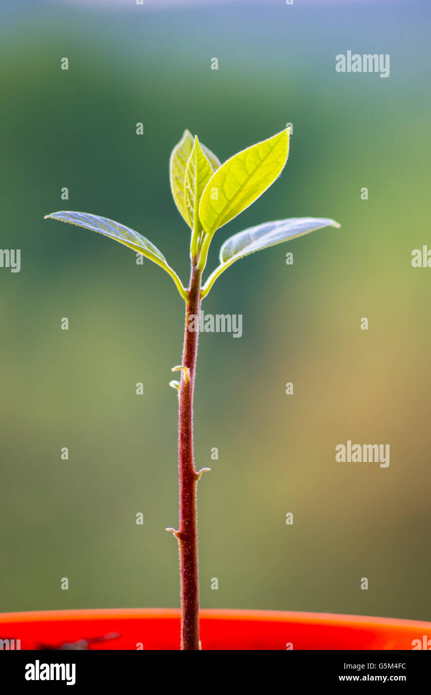 Macro of little sprout avocado Persea gratissima in a red flower pot on ...