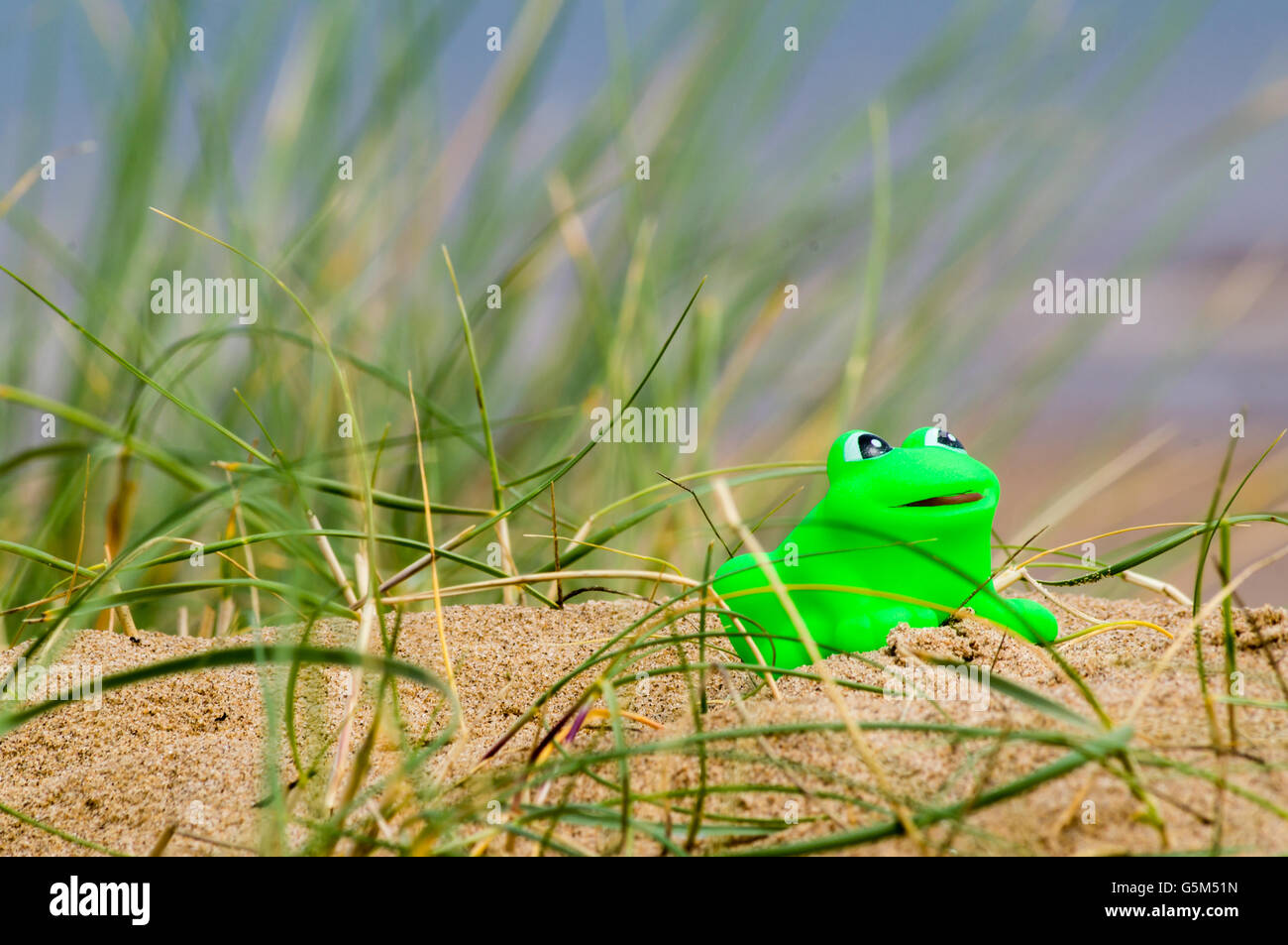 A green plastic frog toy on coastal sanddunes Stock Photo - Alamy
