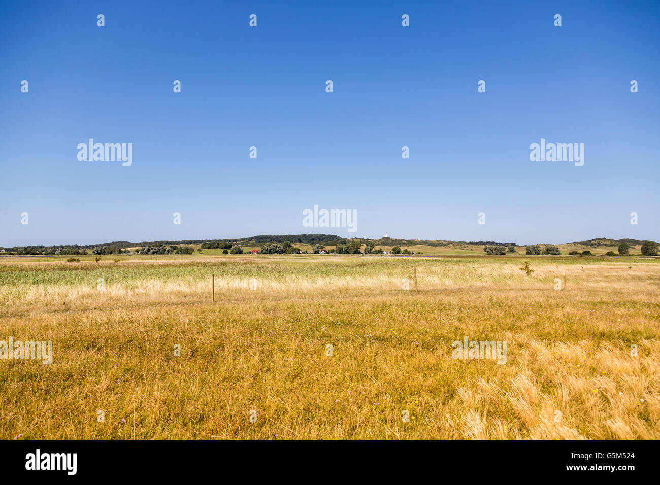 heath landscape at Hiddensee island Stock Photo - Alamy