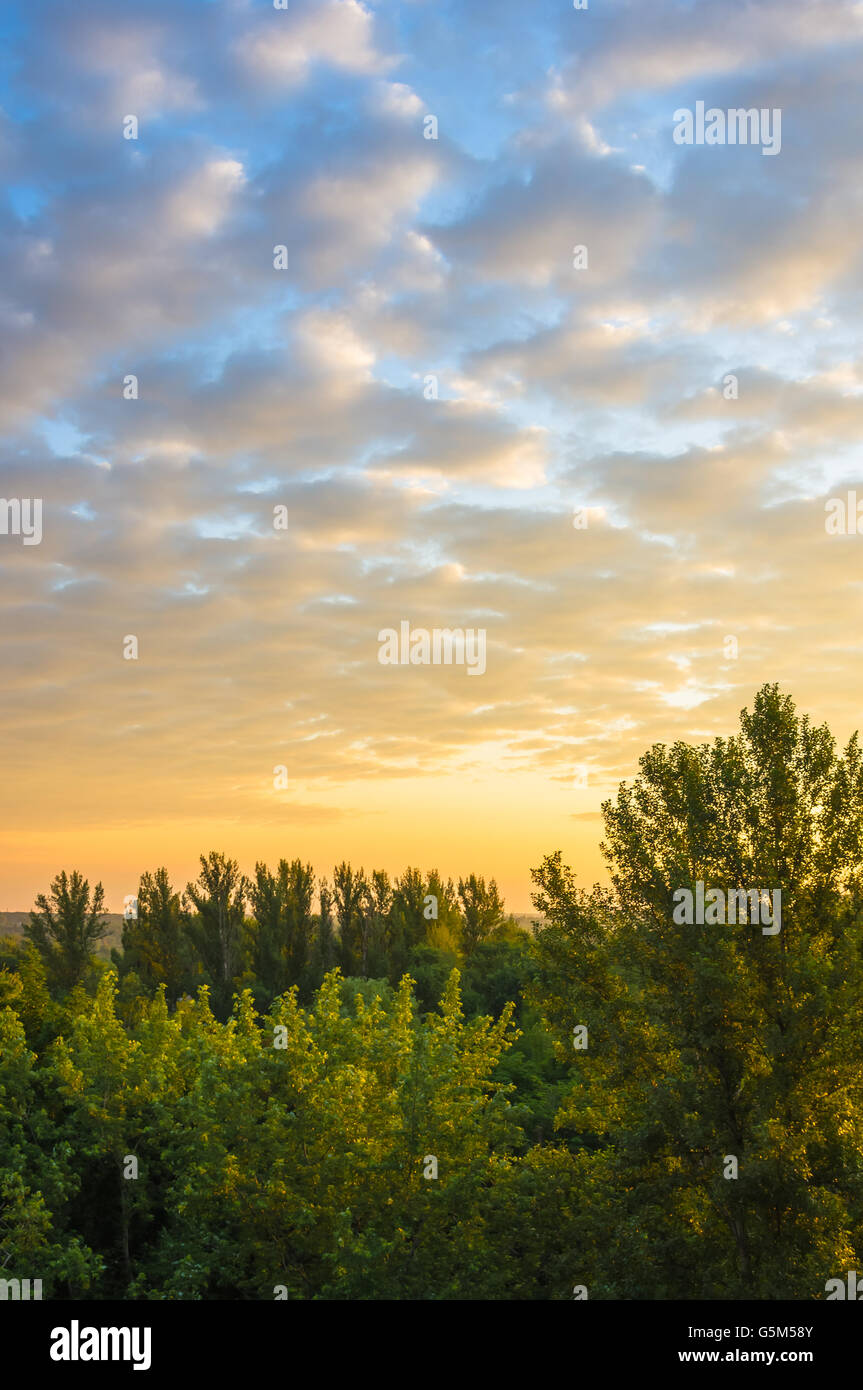 landscape with dramatic light - orange clouds and the outline of trees ...