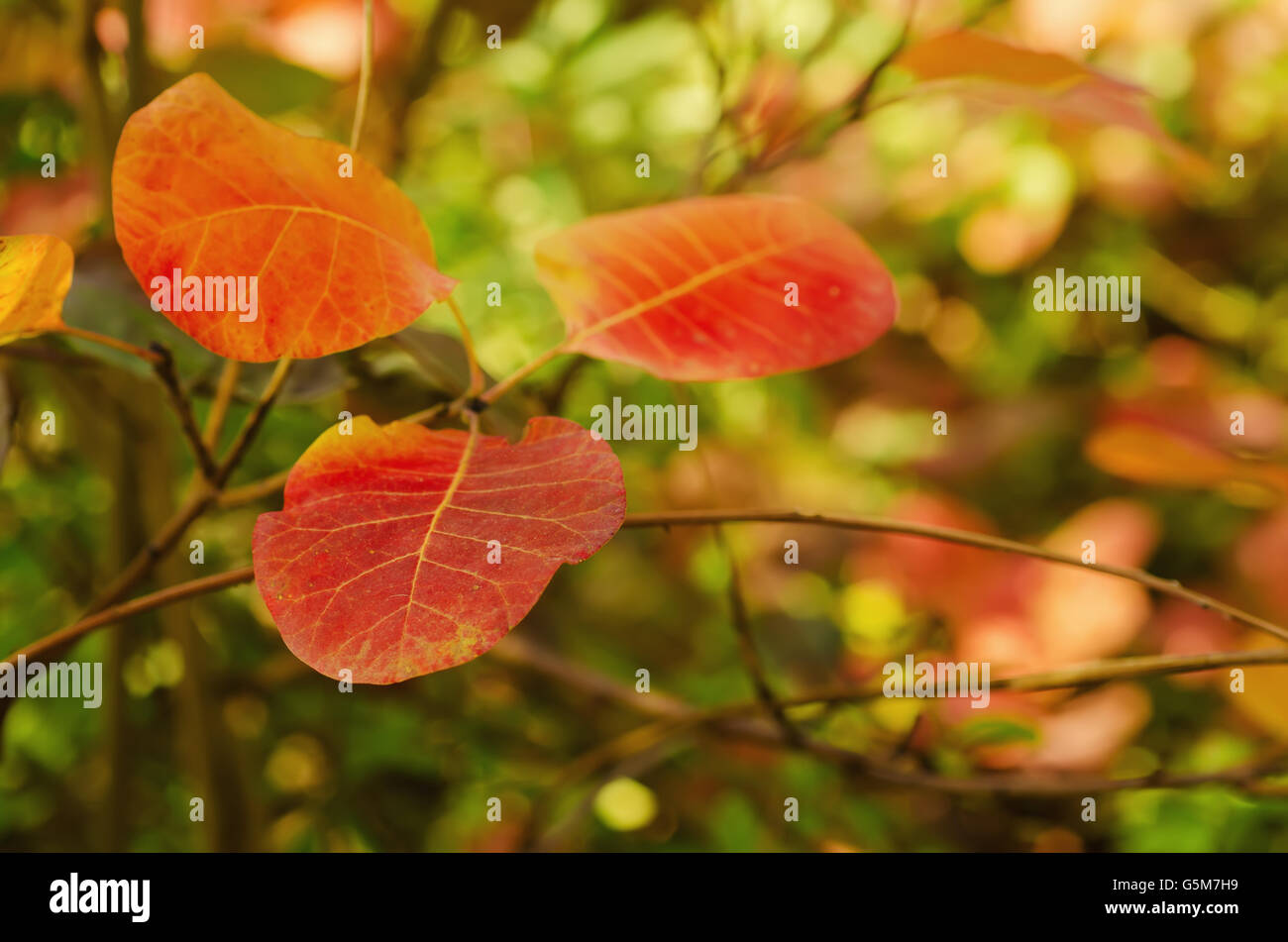 Autumn tree branch Stock Photo - Alamy