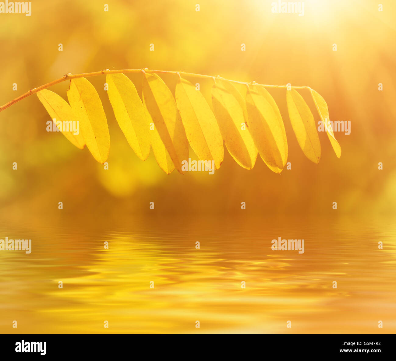 Autumn tree branch Stock Photo - Alamy