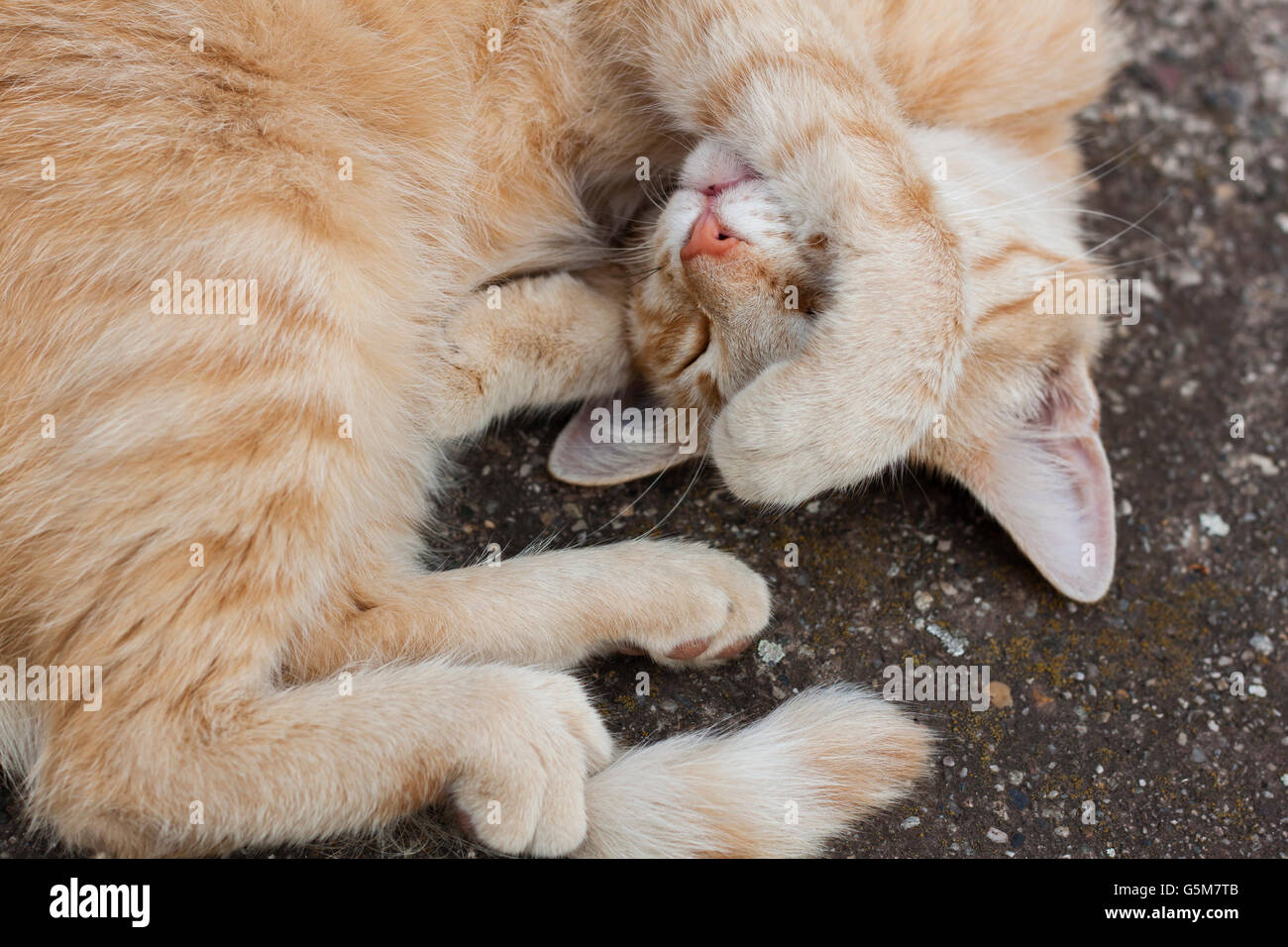 Cat Covering Face