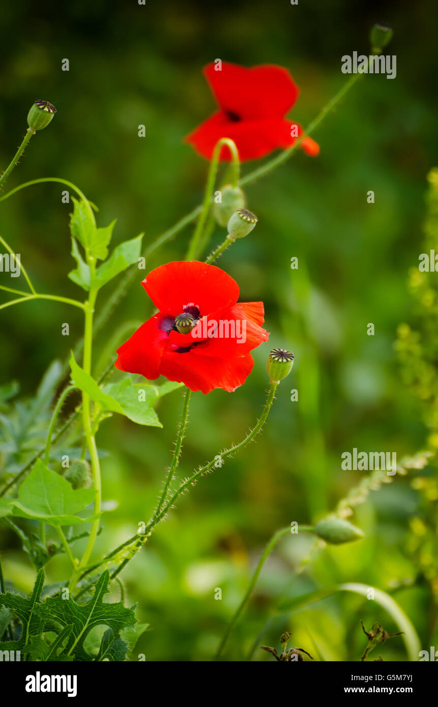 Red spring poppy Stock Photo - Alamy