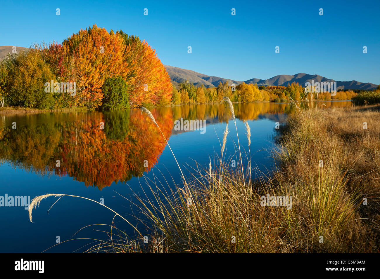 Autumn reflections in Kellands Pond, near Twizel, Mackenzie District ...