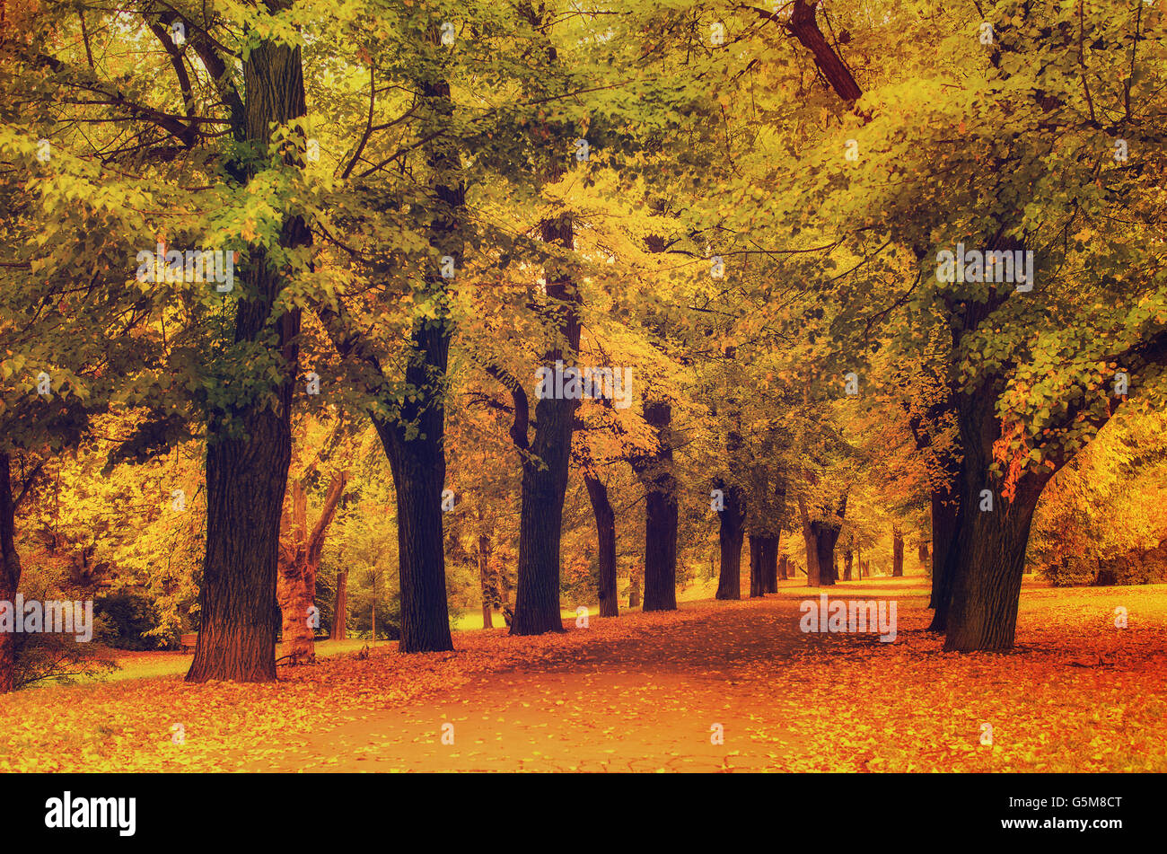 Autumn sunny park Stock Photo - Alamy
