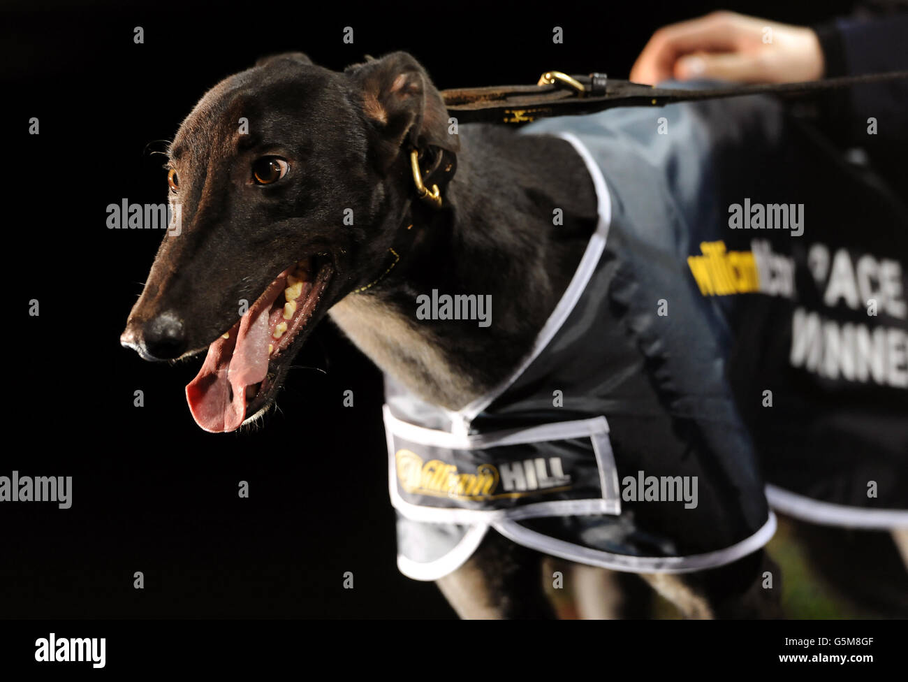 Greyhounds race wimbledon greyhound stadium hi-res stock photography ...