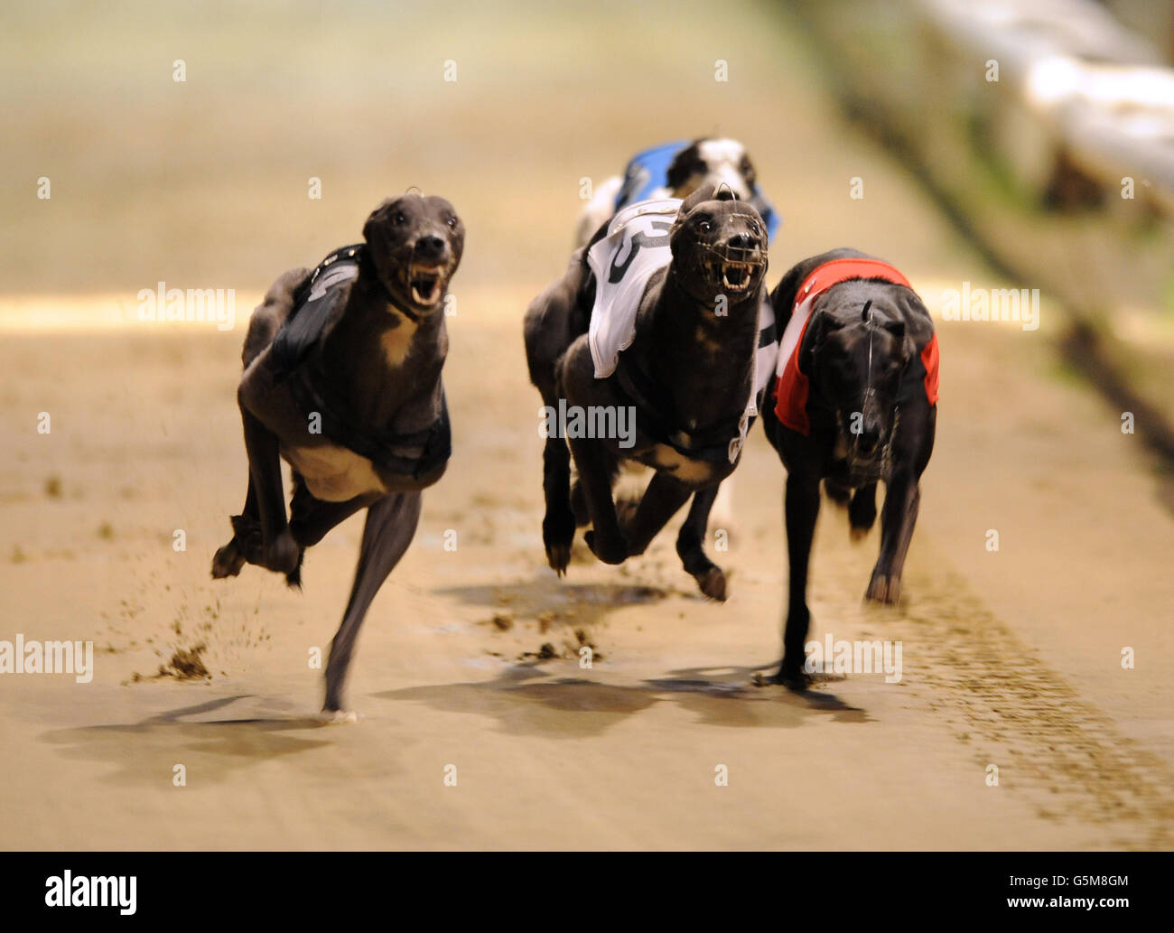 General view of the race action at Wimbledon Greyhound Stadium Stock ...