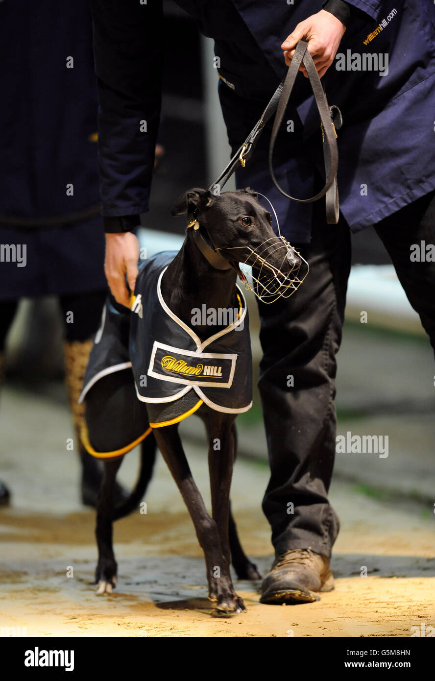 Greyhounds - Williamhill.com St Leger Final - Wimbledon Greyhound ...