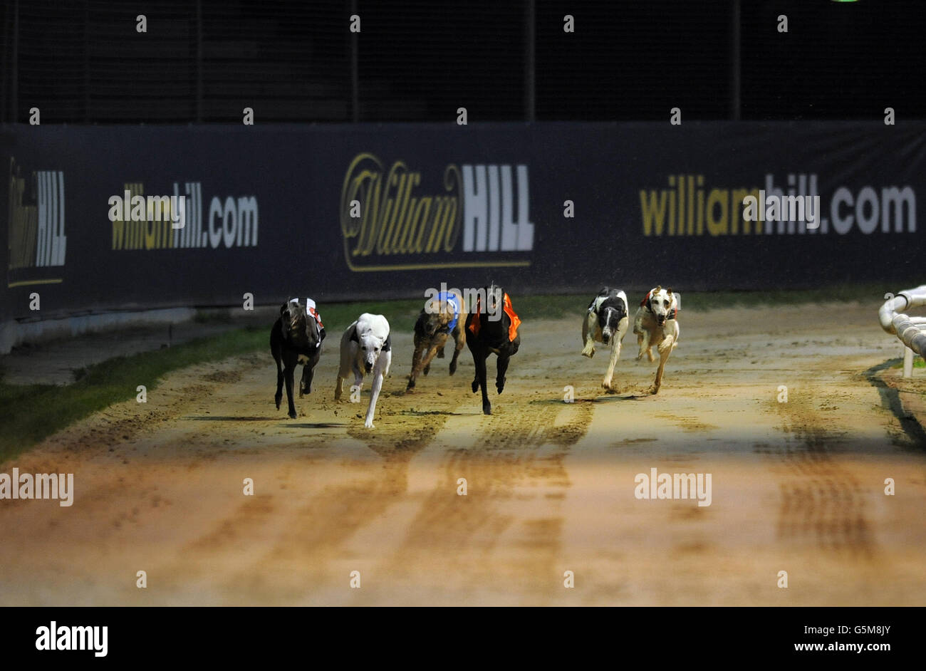 Greyhound stadium william hill ampics 10112 dogs ampics hi-res stock ...
