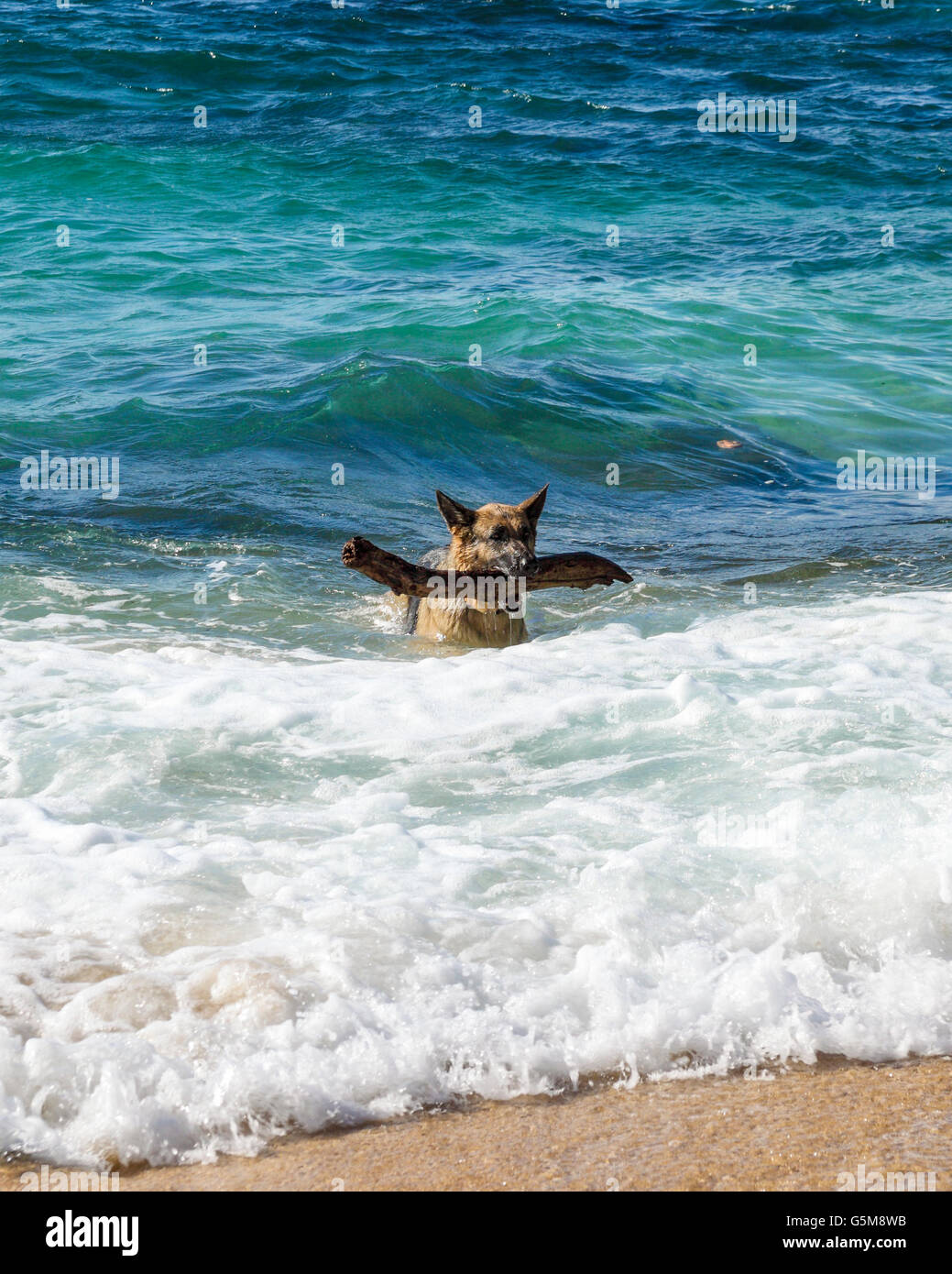 Fetch fetching fetches stick hi-res stock photography and images - Alamy