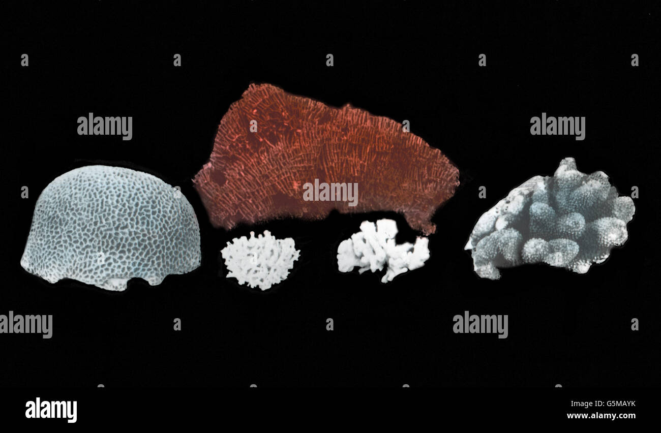 Glass sponges hi-res stock photography and images - Alamy