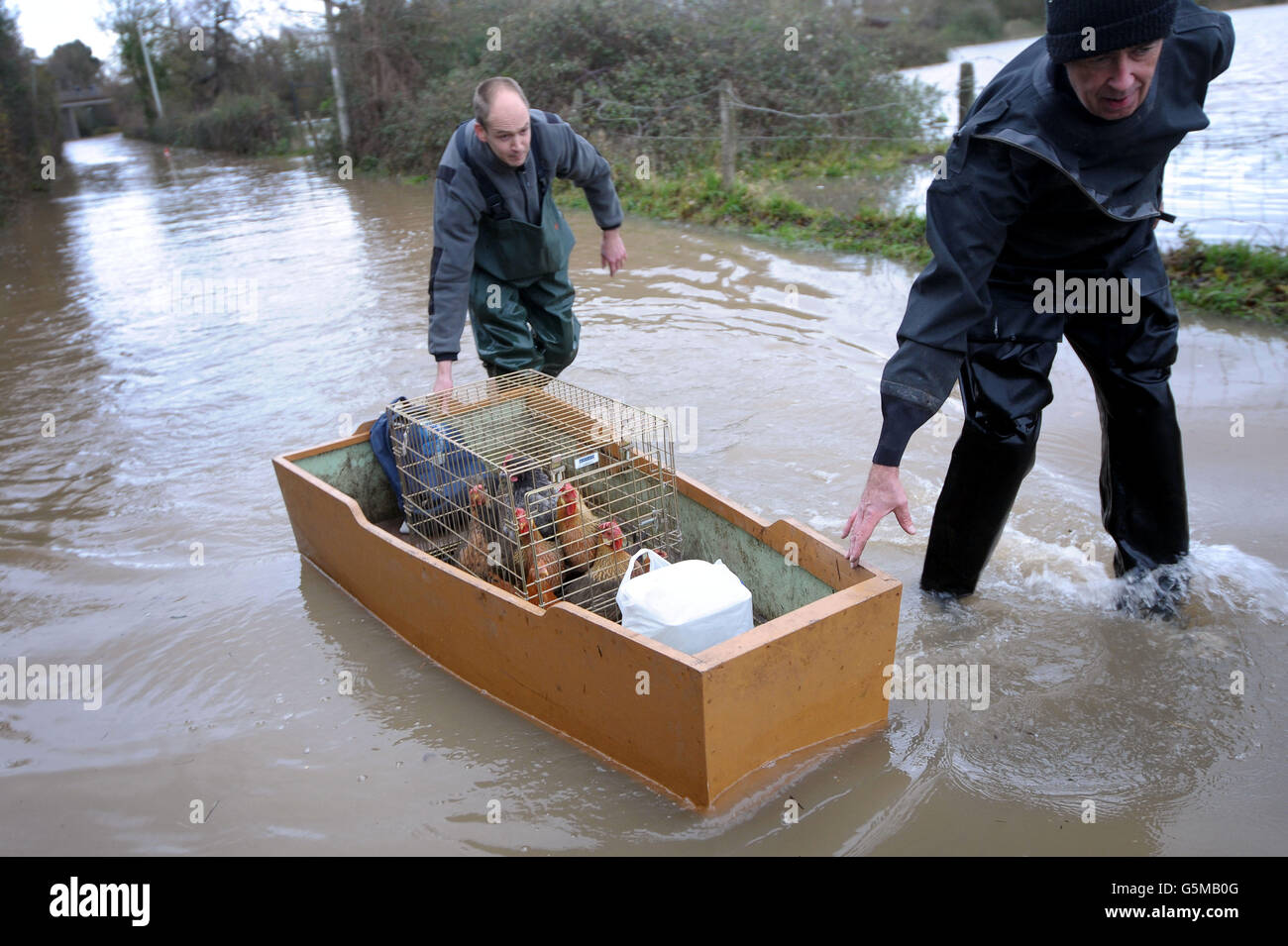 People rescue chickens from flooding in Gloucester Stock Photo - Alamy