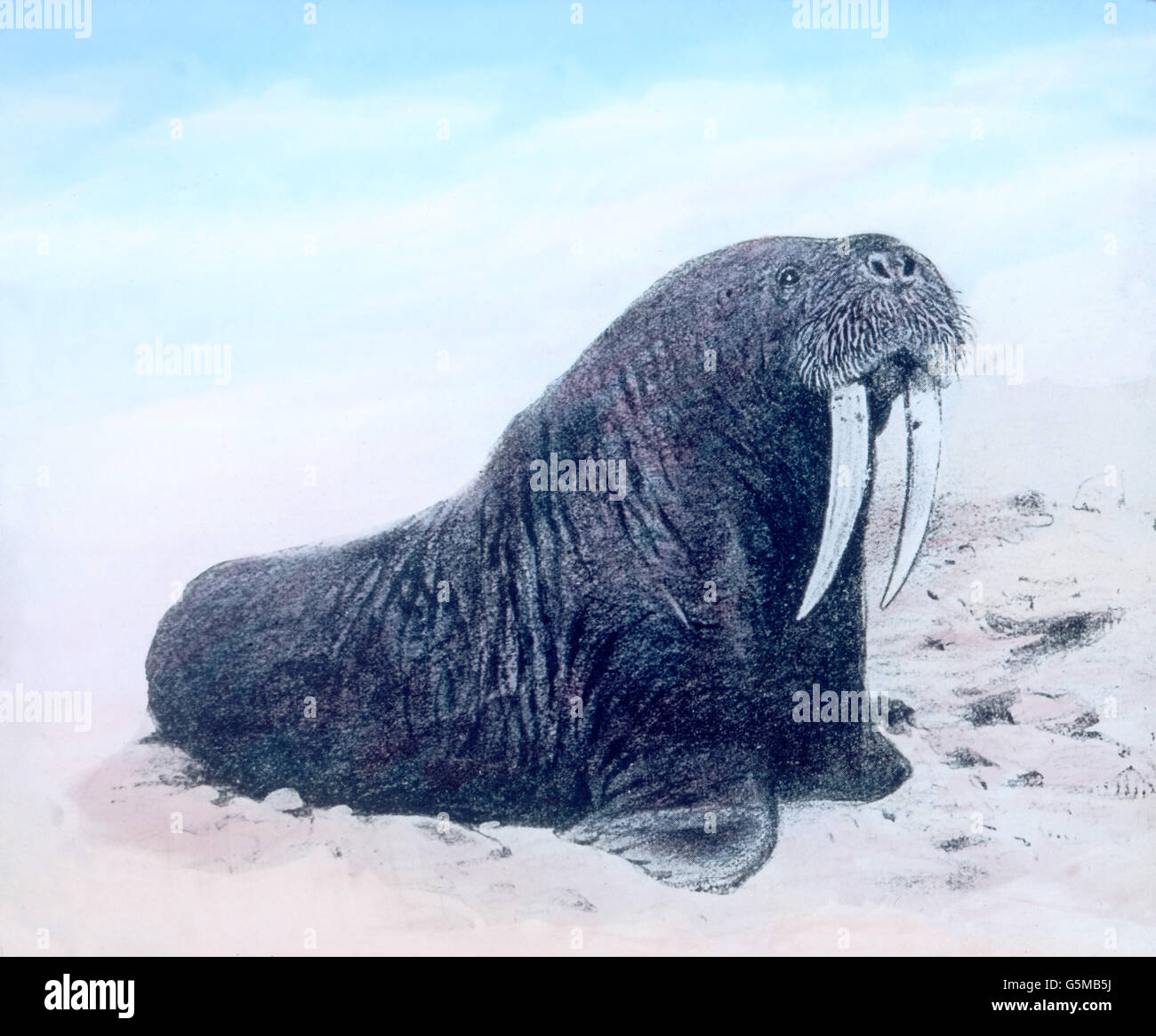 Walross hi-res stock photography and images - Alamy