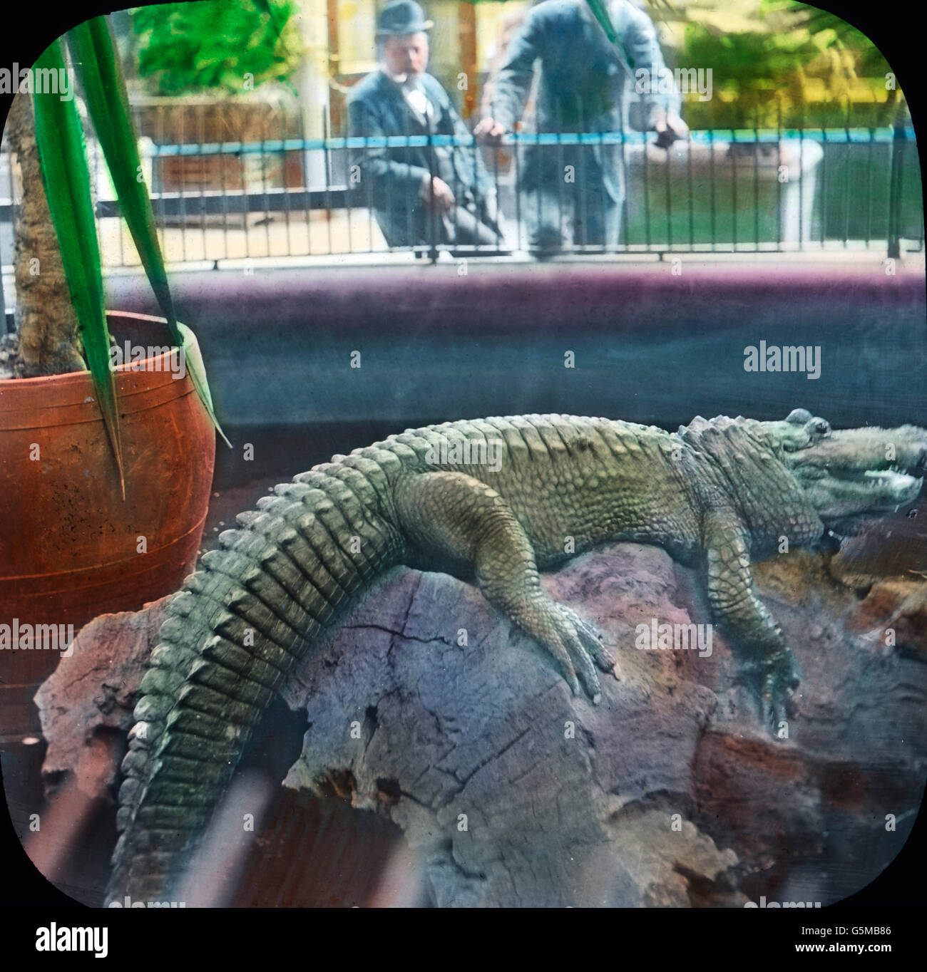 Crocodile slide hi-res stock photography and images - Alamy