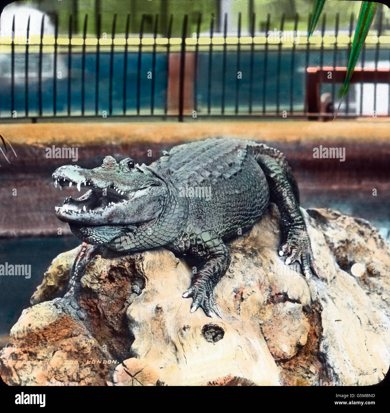 Crocodile slide hi-res stock photography and images - Alamy