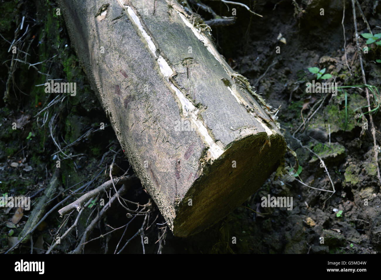 Big Piece of Chopped off Branch Stock Photo - Alamy