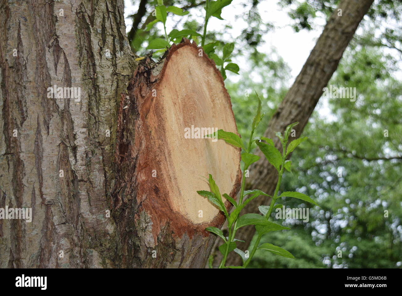 Chopped Branch of a Tree Stock Photo - Alamy