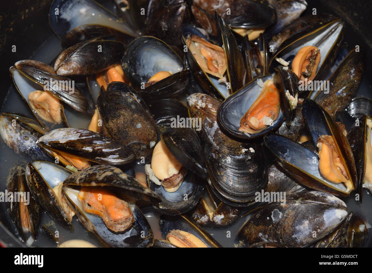 Mollus hi-res stock photography and images - Alamy