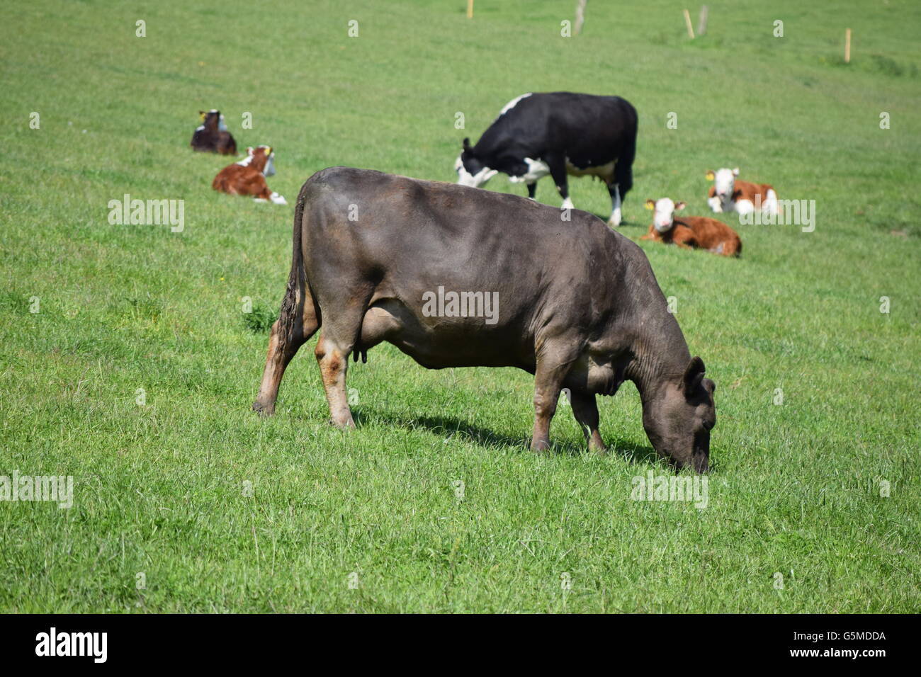 Multiple Cows in a field Eating and Lying Around Stock Photo - Alamy