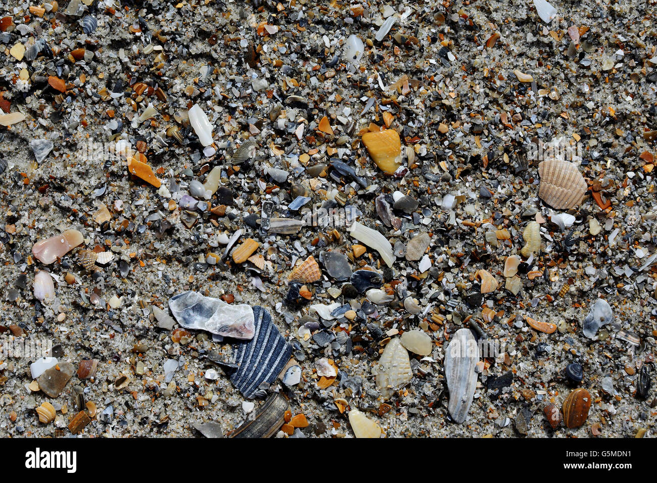 Seashells on beach sand Stock Photo - Alamy