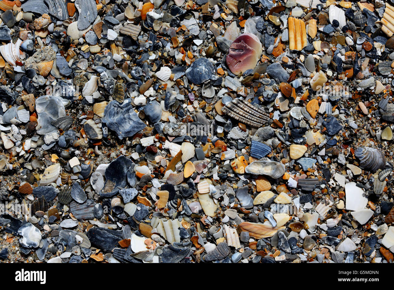 Seashells on beach sand Stock Photo - Alamy