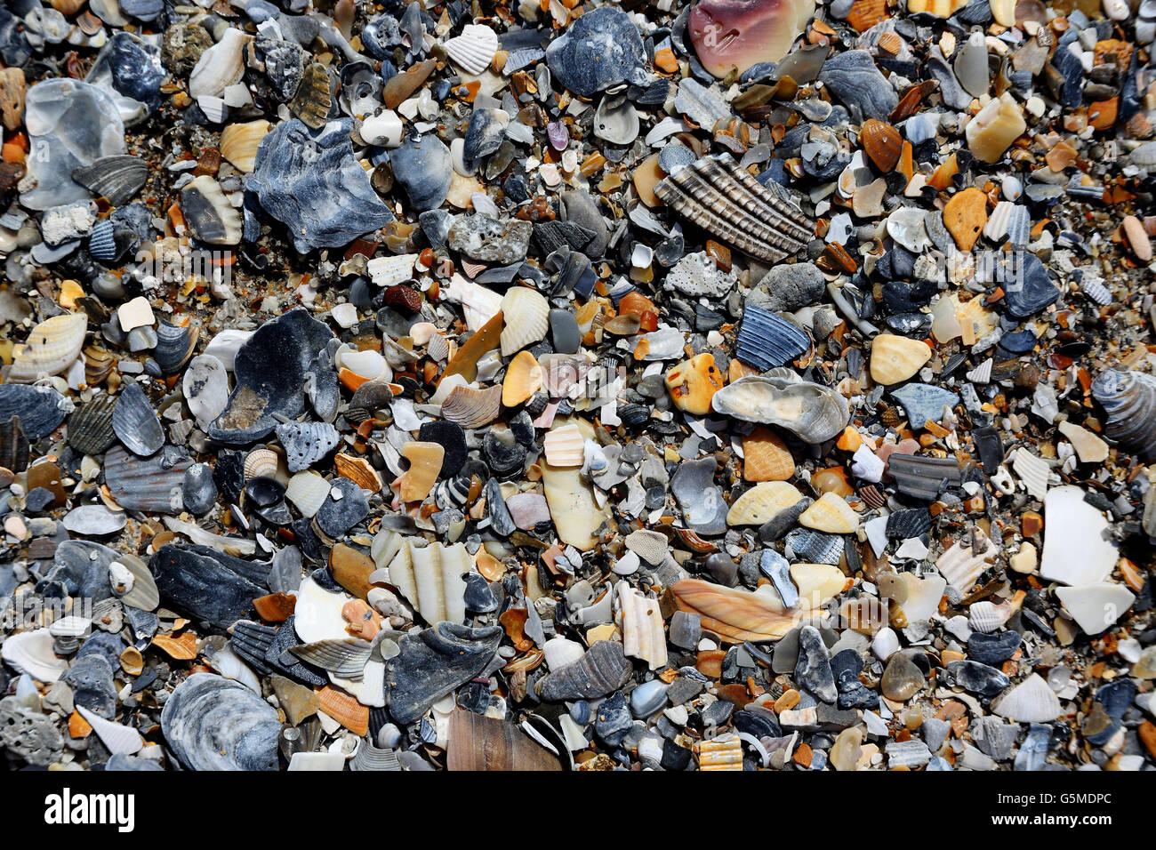 Seashells on beach sand Stock Photo - Alamy