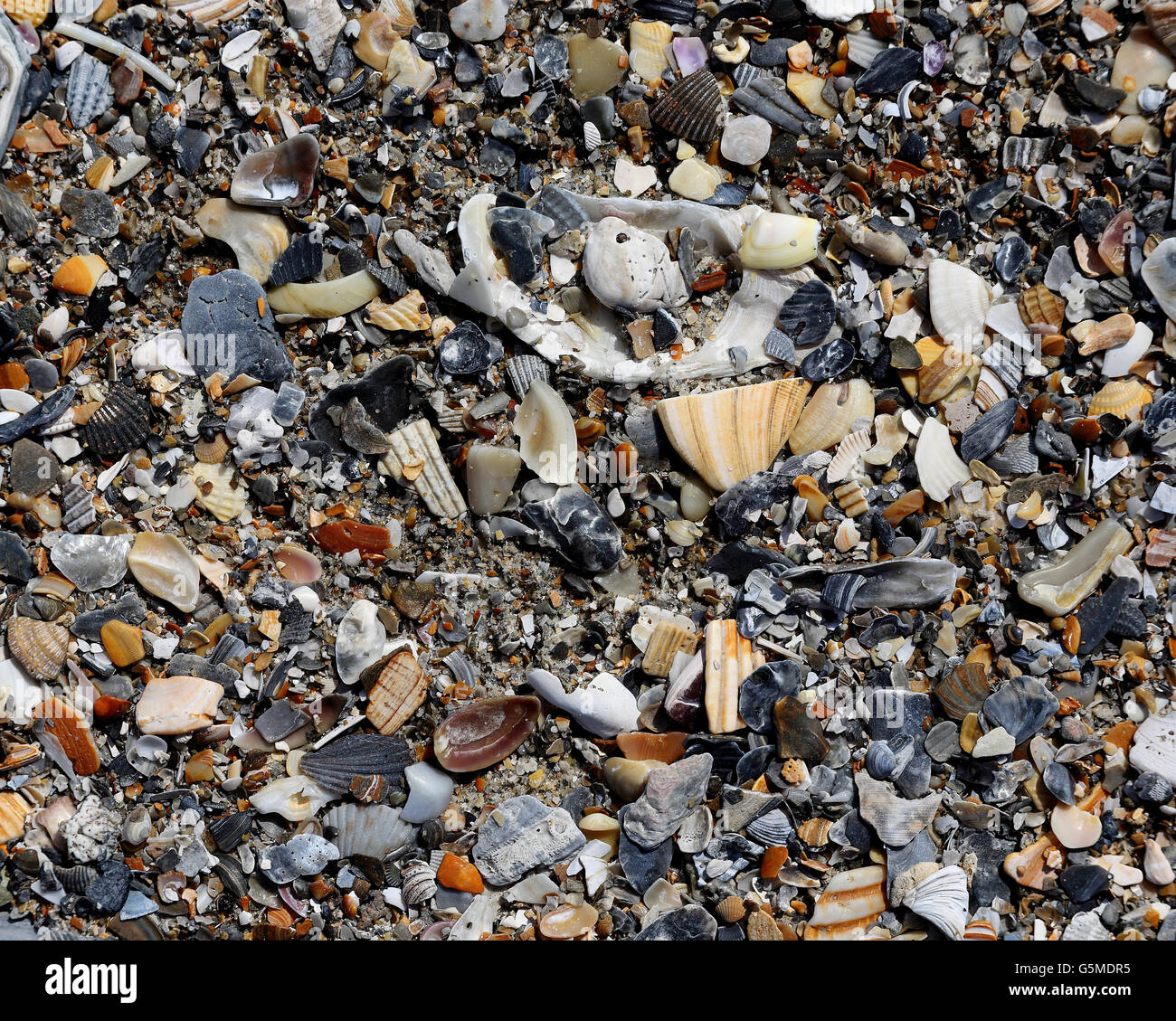 Seashells on beach sand Stock Photo - Alamy