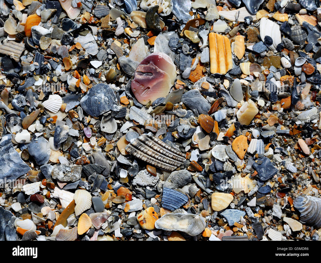 Seashells on beach sand Stock Photo - Alamy