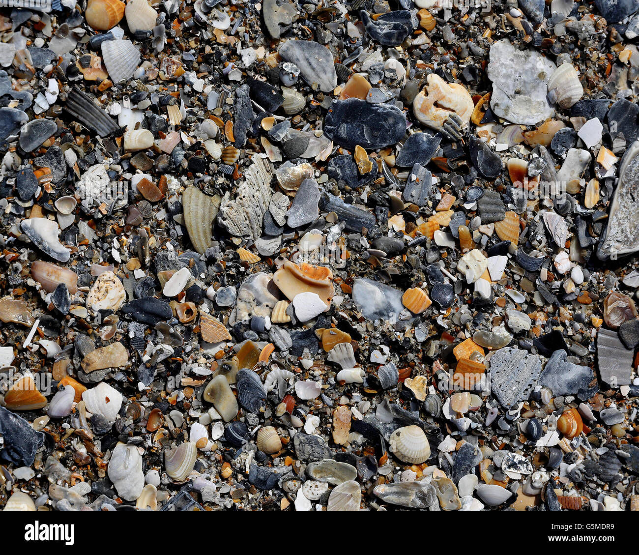Seashells on beach sand Stock Photo - Alamy