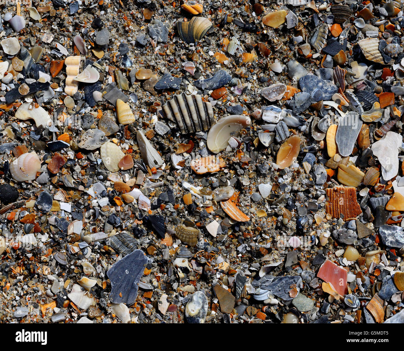Seashells on beach sand Stock Photo - Alamy