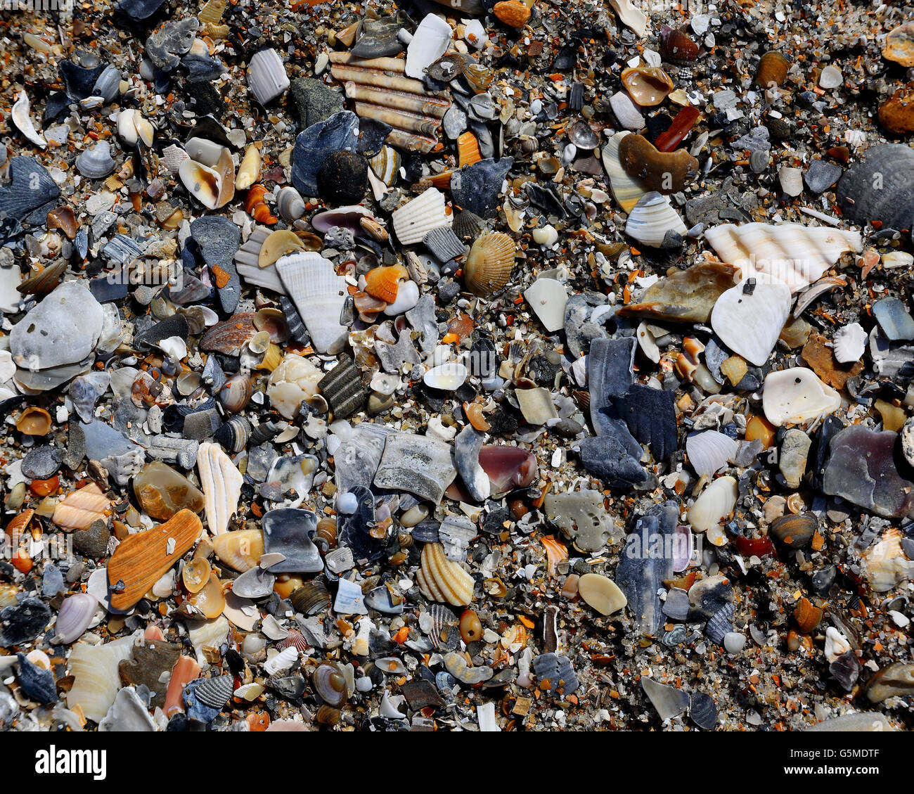 Seashells on beach sand Stock Photo - Alamy