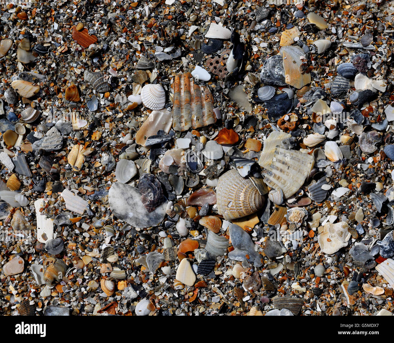 Seashell seashells hi-res stock photography and images - Alamy