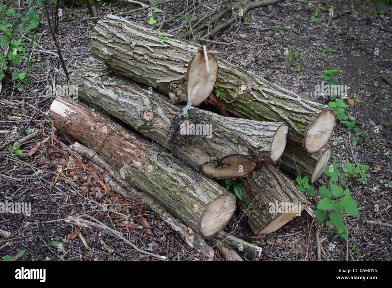 Group logs fallen in hi-res stock photography and images - Alamy