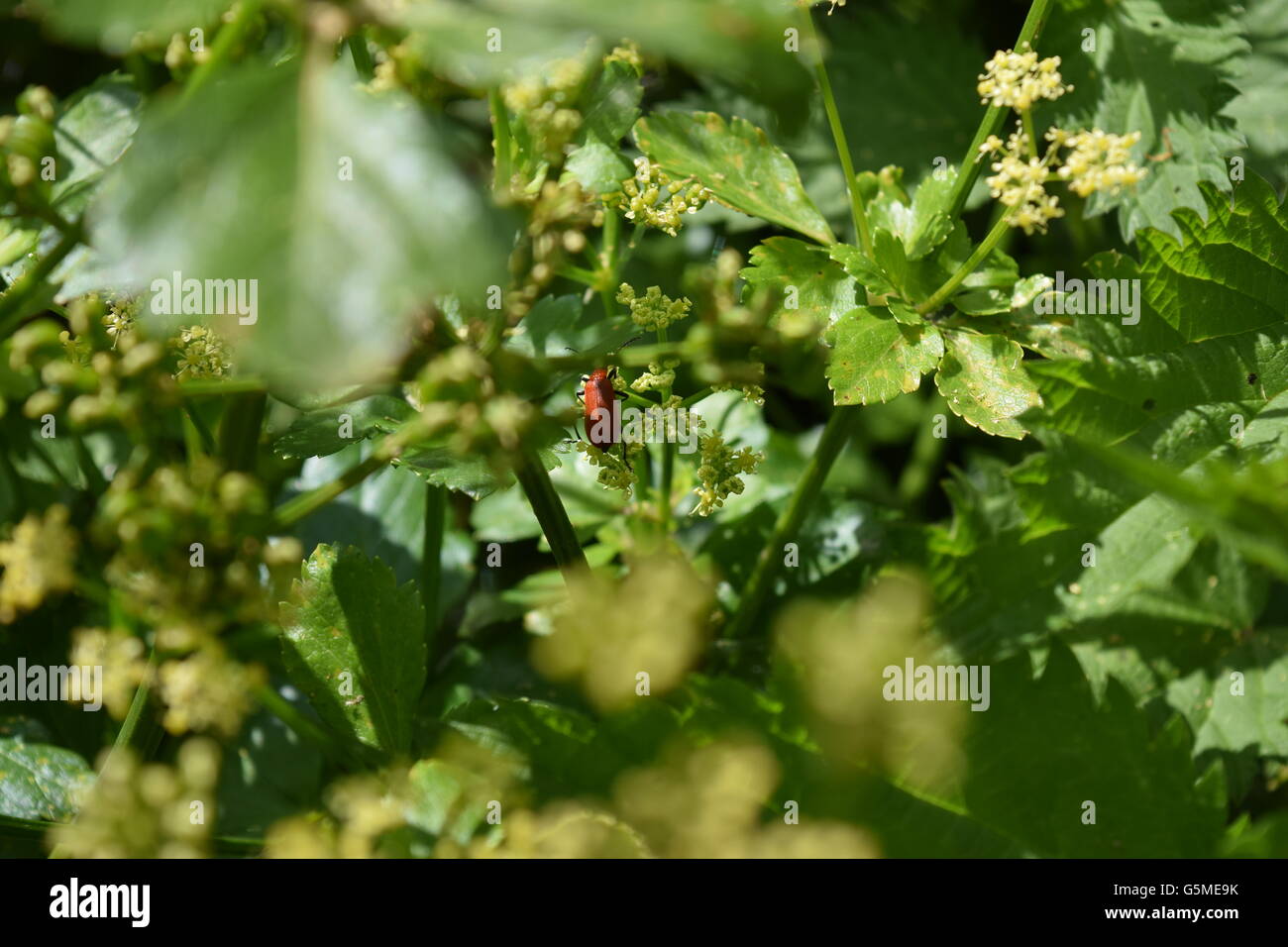 Germ plant hi-res stock photography and images - Alamy