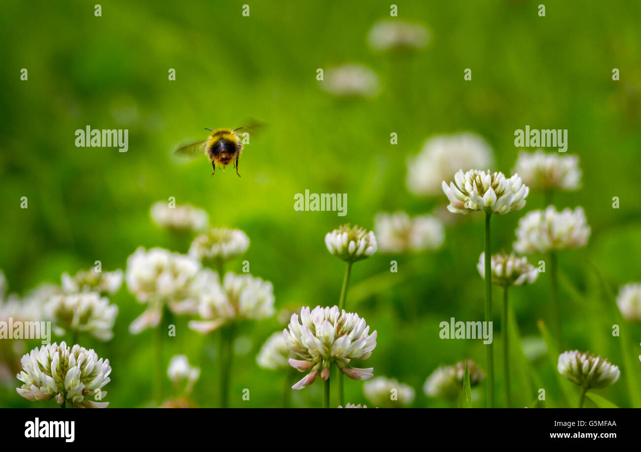 Early bumblebee (bombus pratorum) uk hi-res stock photography and ...
