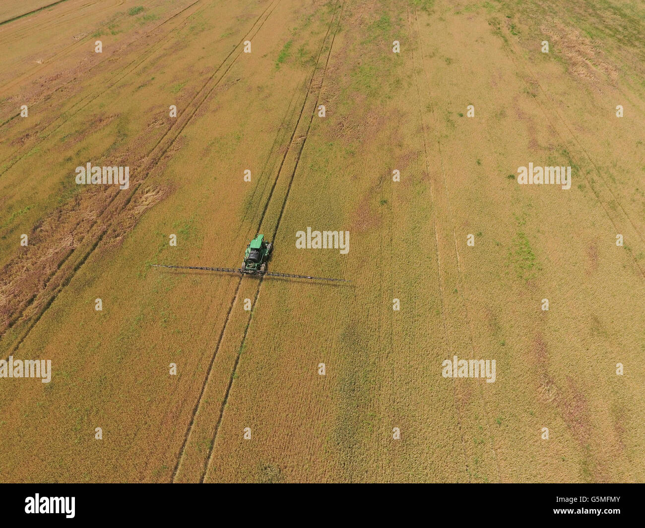 Adding herbicide tractor on the field of ripe wheat. Growing crops in ...