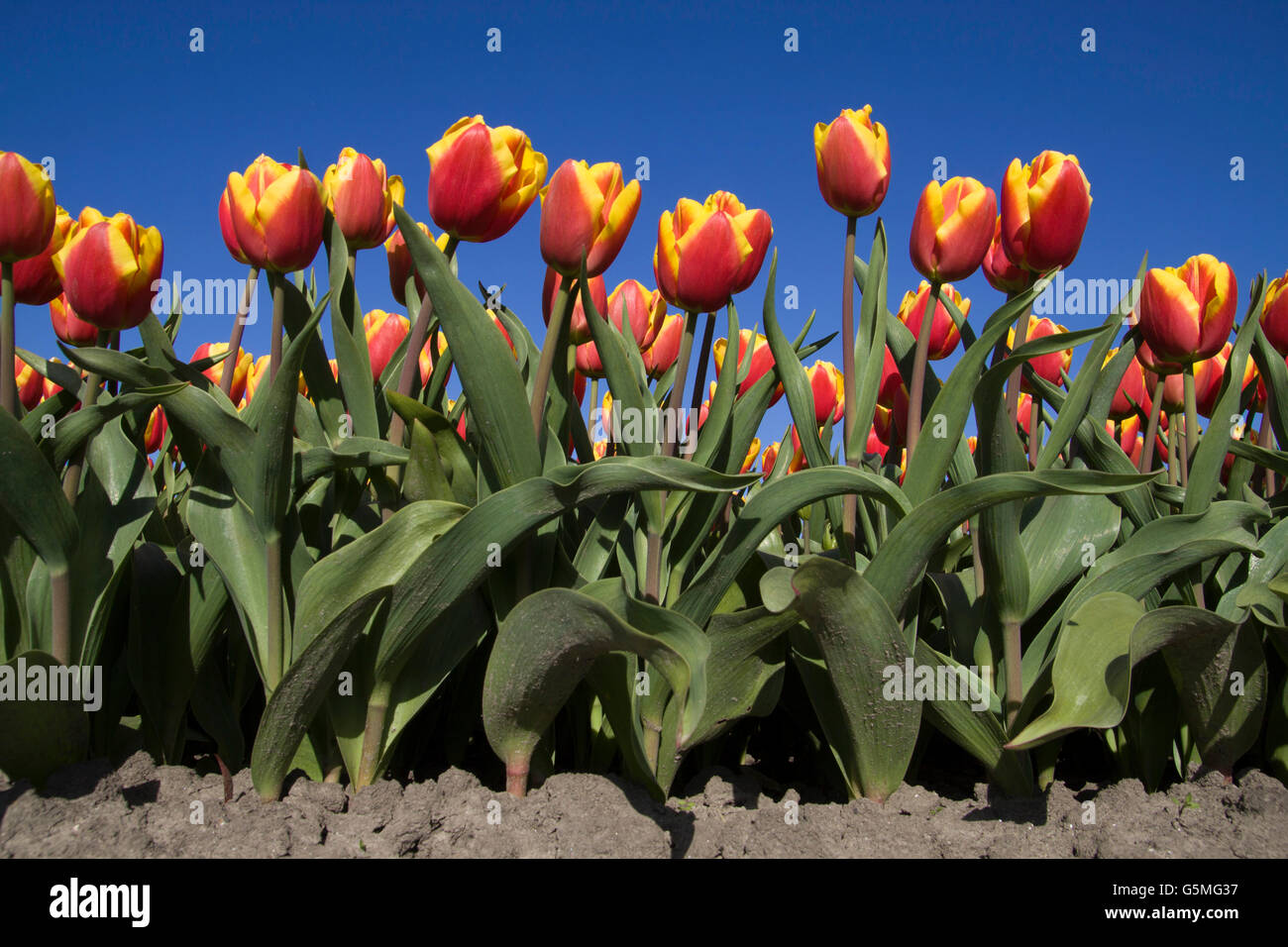 Front view of an low angle picture of tulip flowers on a blue sky Stock ...