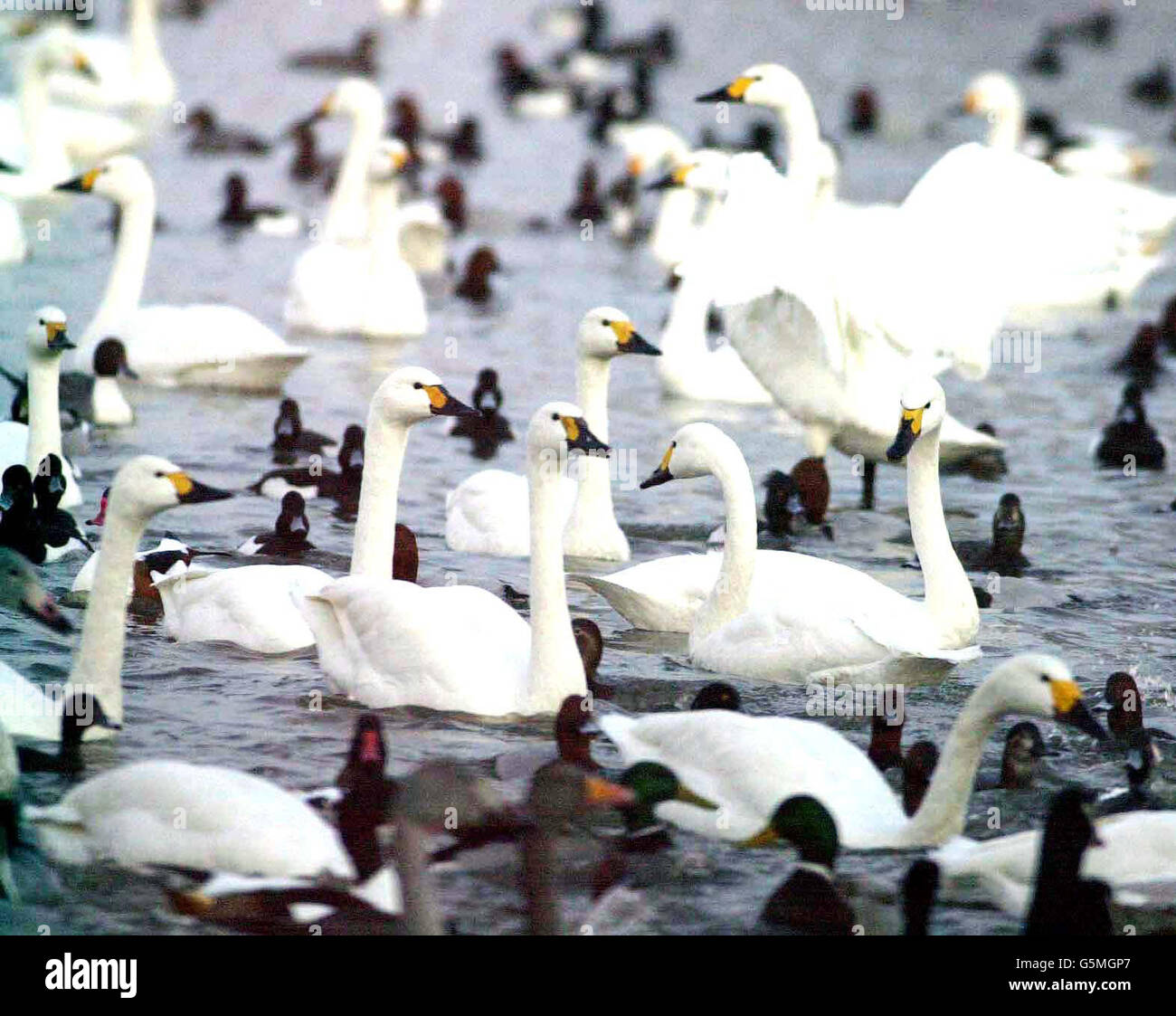 Bewick swans, the smallest and rarest of the swan family. It has been ...
