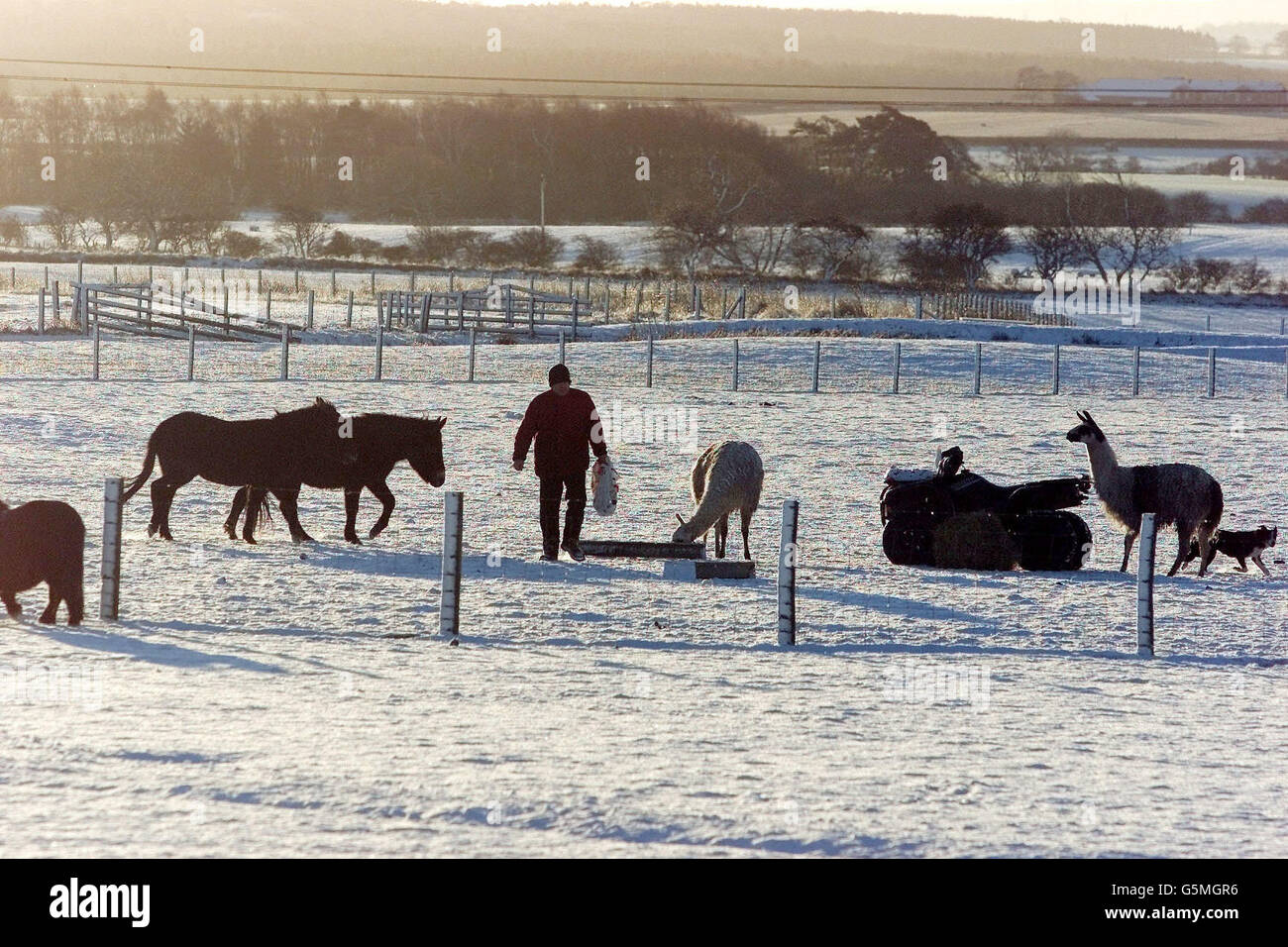 A farmer feeds his animals in the snow at Whitehose Farm, Morpeth ...
