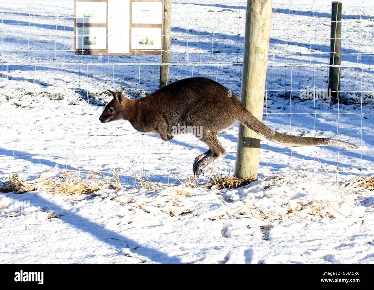 Snow in the Northeast/ Wallaby Stock Photo - Alamy