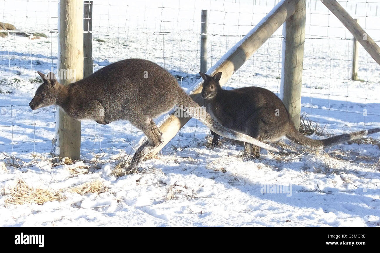 Snow in the northeast wallabies hi-res stock photography and images - Alamy