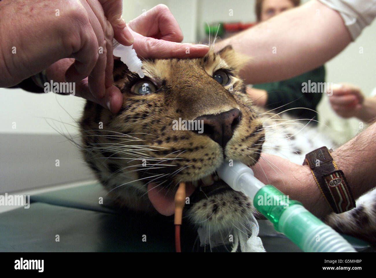 Experts at the animal health trust in newmarket hi-res stock ...