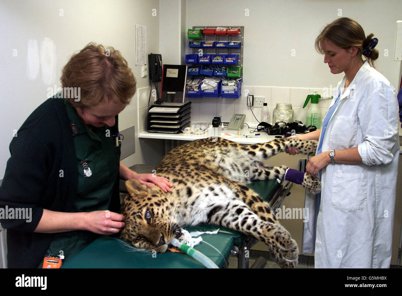 What Is The Animal Health Trust at Dean Ransford blog